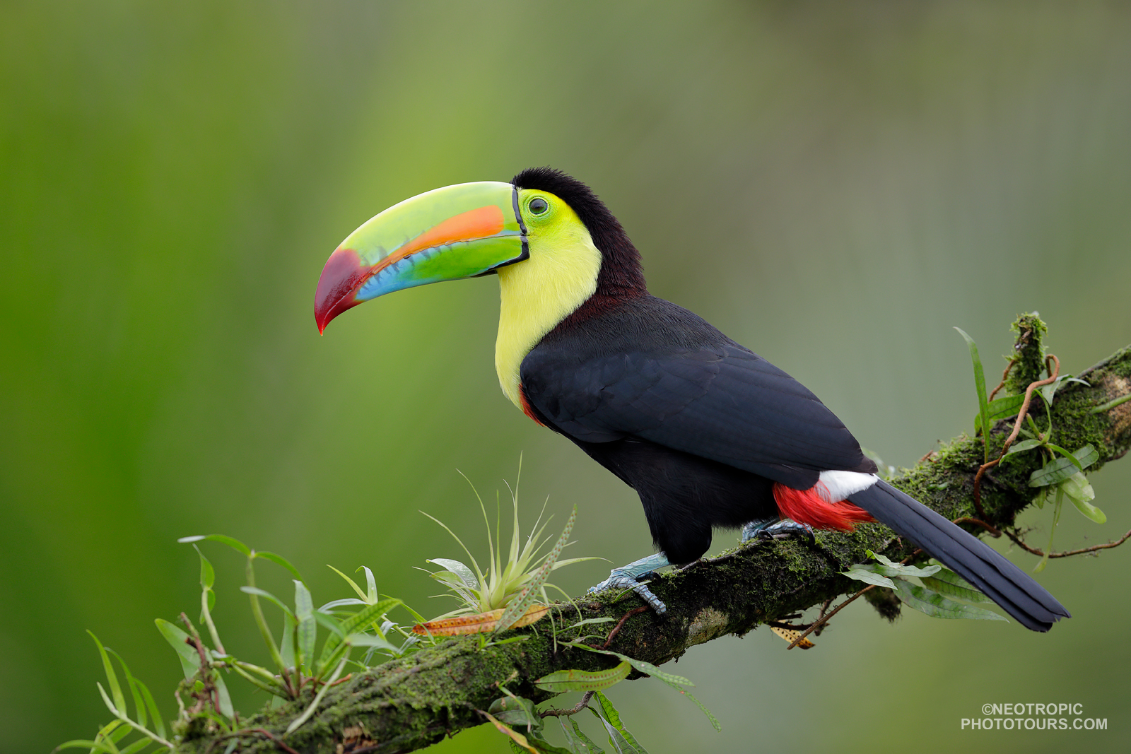 Nature & Wildlife - Photography - FM Forums