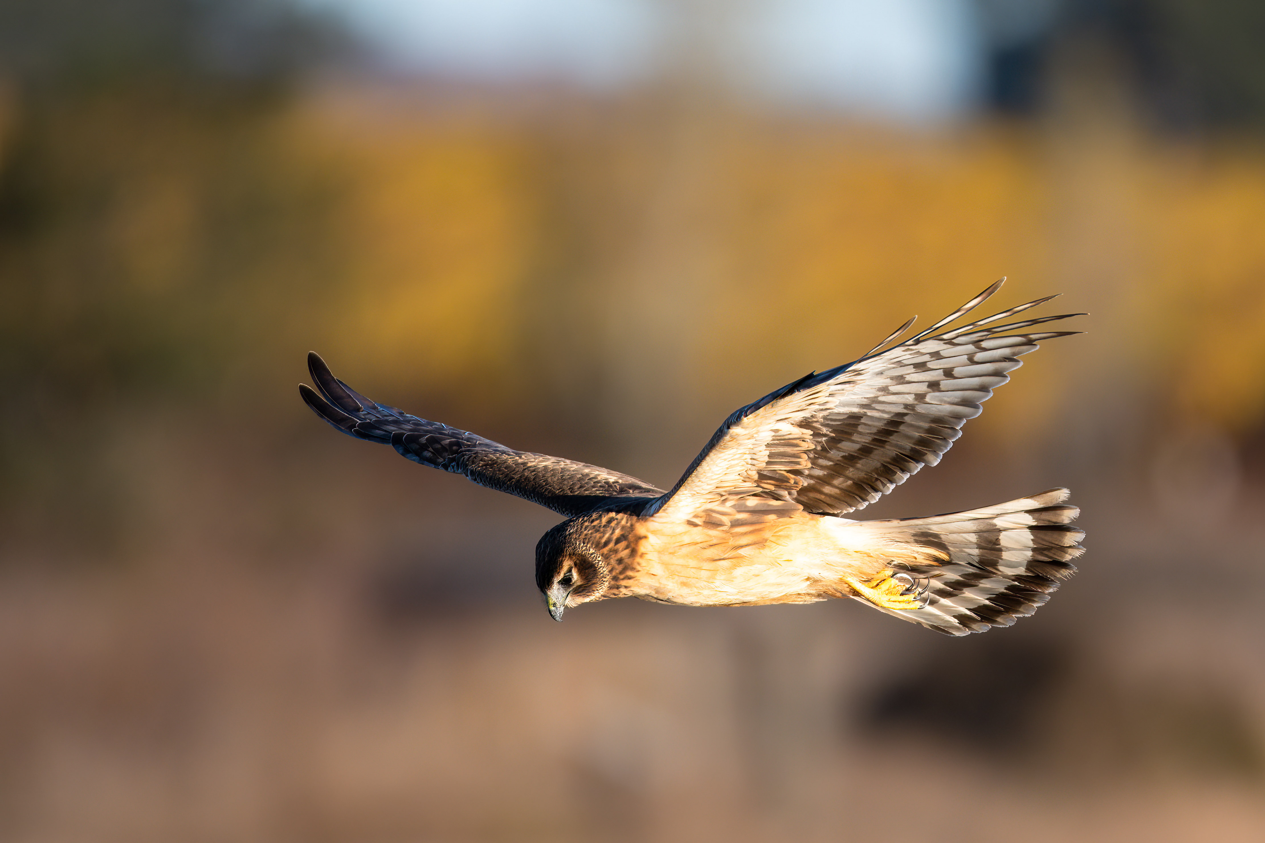 Nature & Wildlife - Photography - FM Forums
