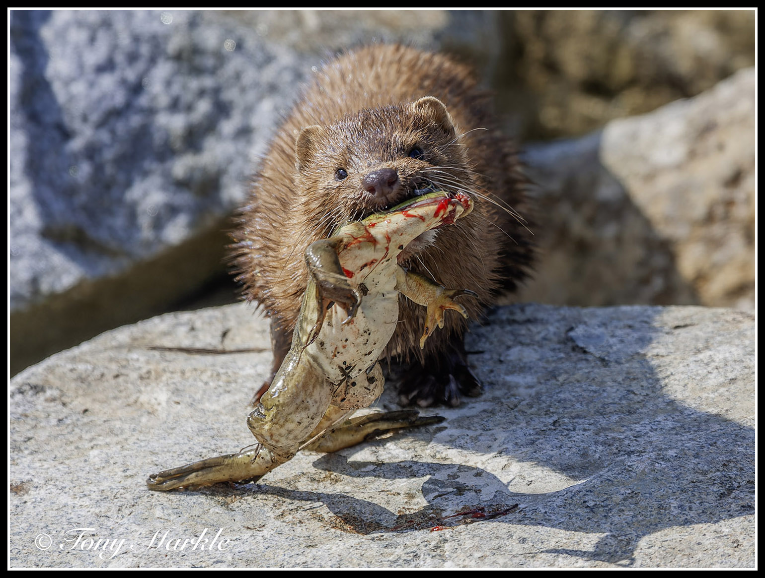 Nature & Wildlife - Photography - FM Forums