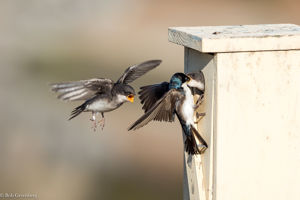 Tree Swallow Feeding Frenzy - FM Forums