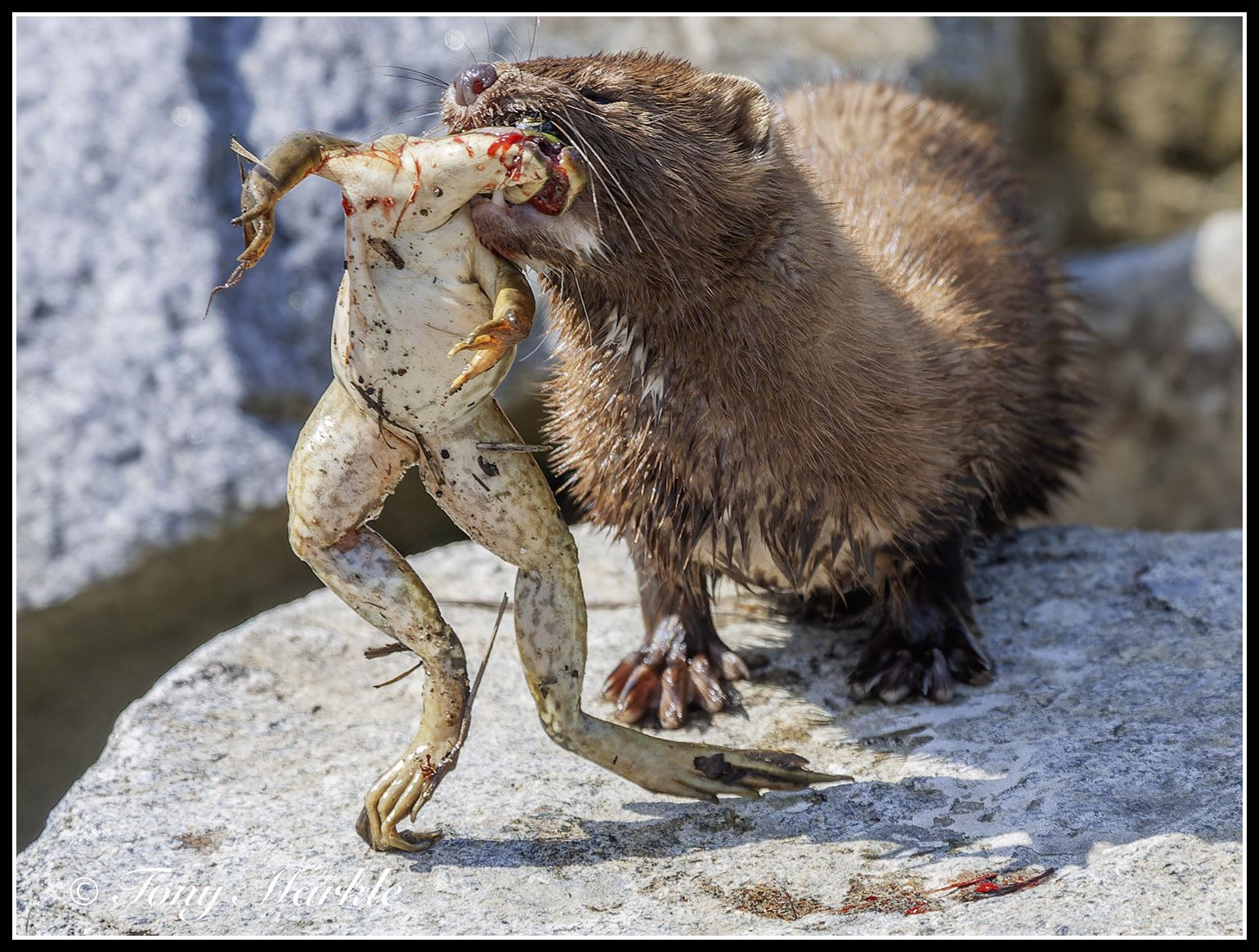 Nature & Wildlife - Photography - FM Forums
