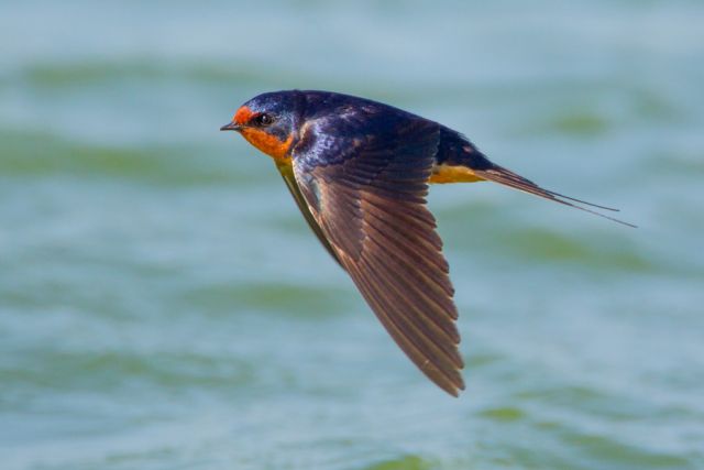 Swooping Swallows - FM Forums