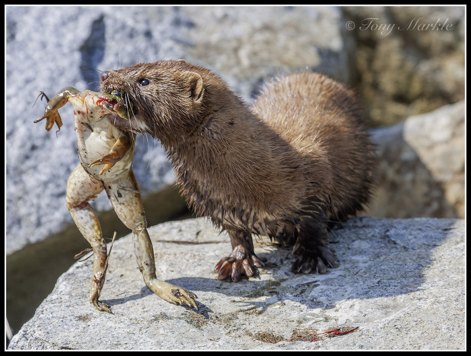 Mink with bullfrog victim - Nature & Wildlife - Photography - FM Forums