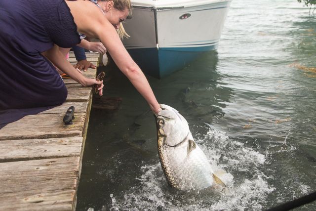 Tarpon bites wife's arm - FM Forums