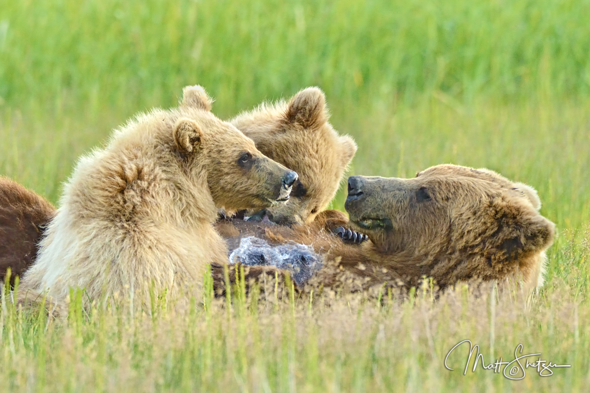 Nature & Wildlife - Photography - FM Forums