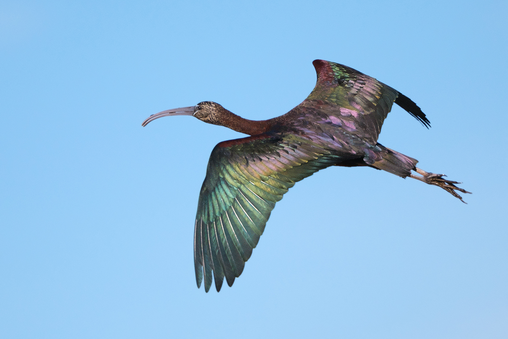 Nature & Wildlife - Photography - FM Forums