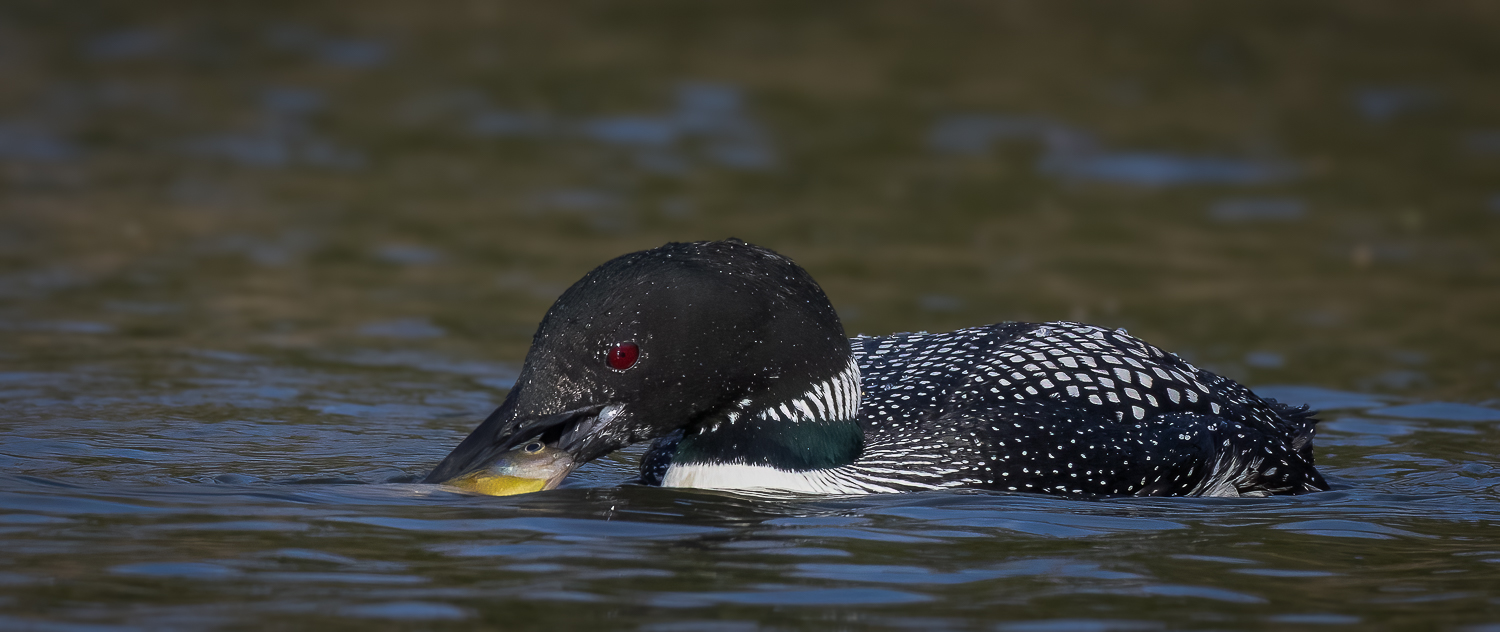 Common Loons - Nature & Wildlife - Photography - FM Forums