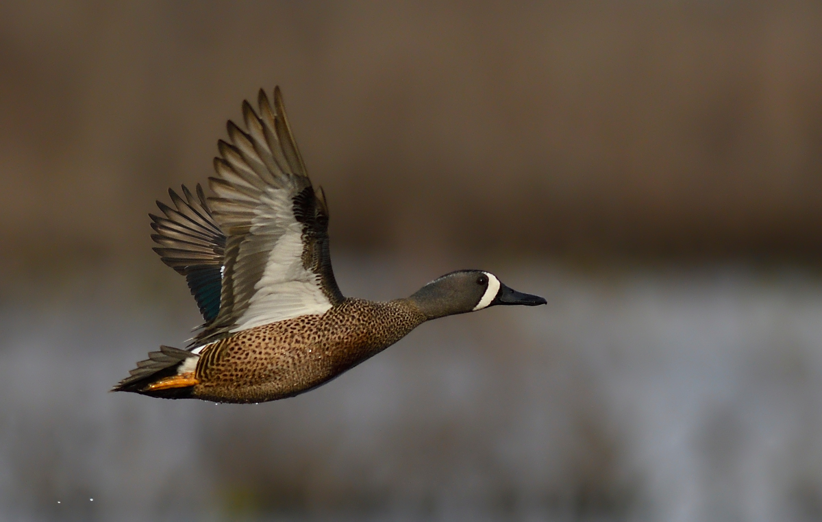 Nature & Wildlife - Photography - FM Forums