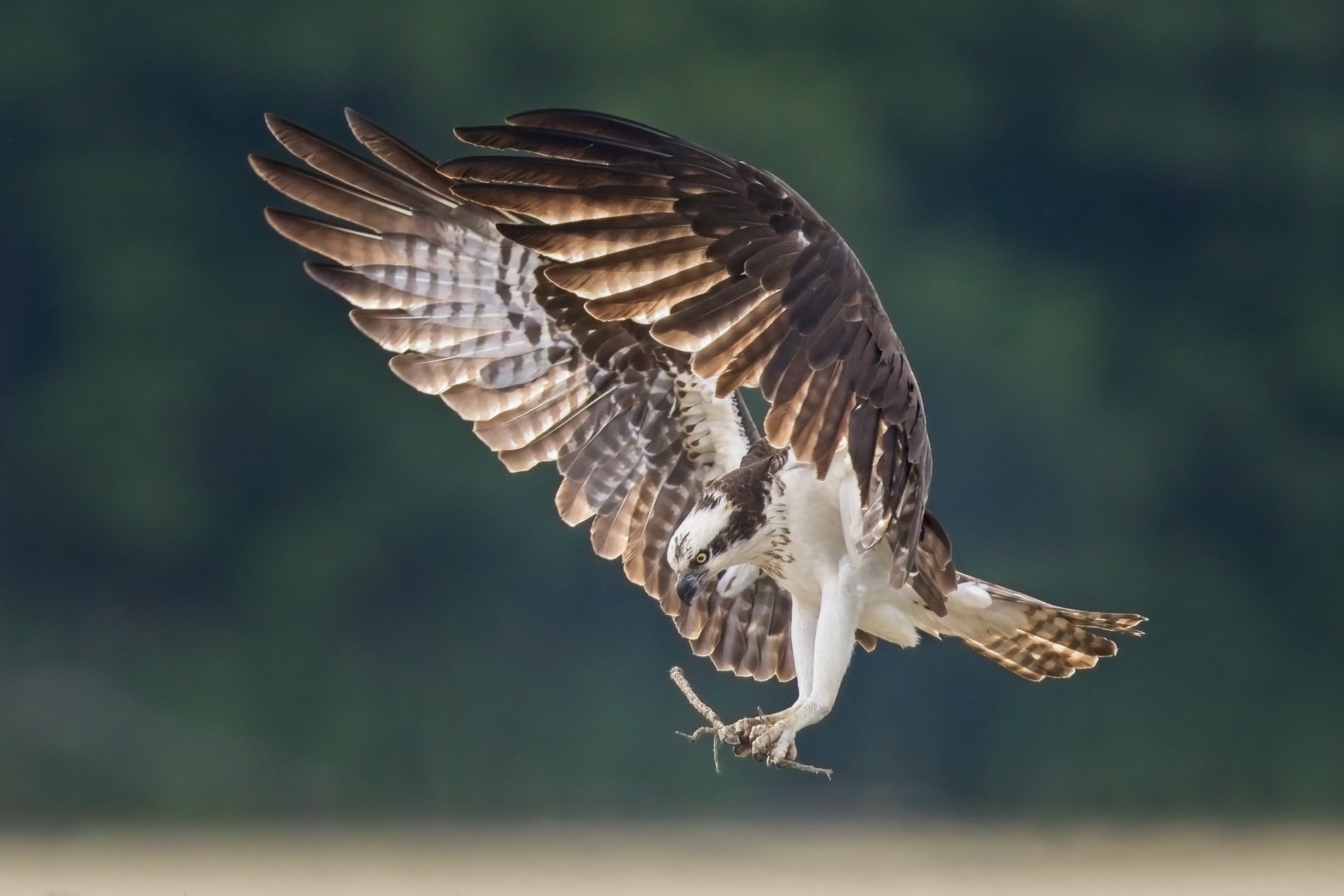 Osprey focus - FM Forums