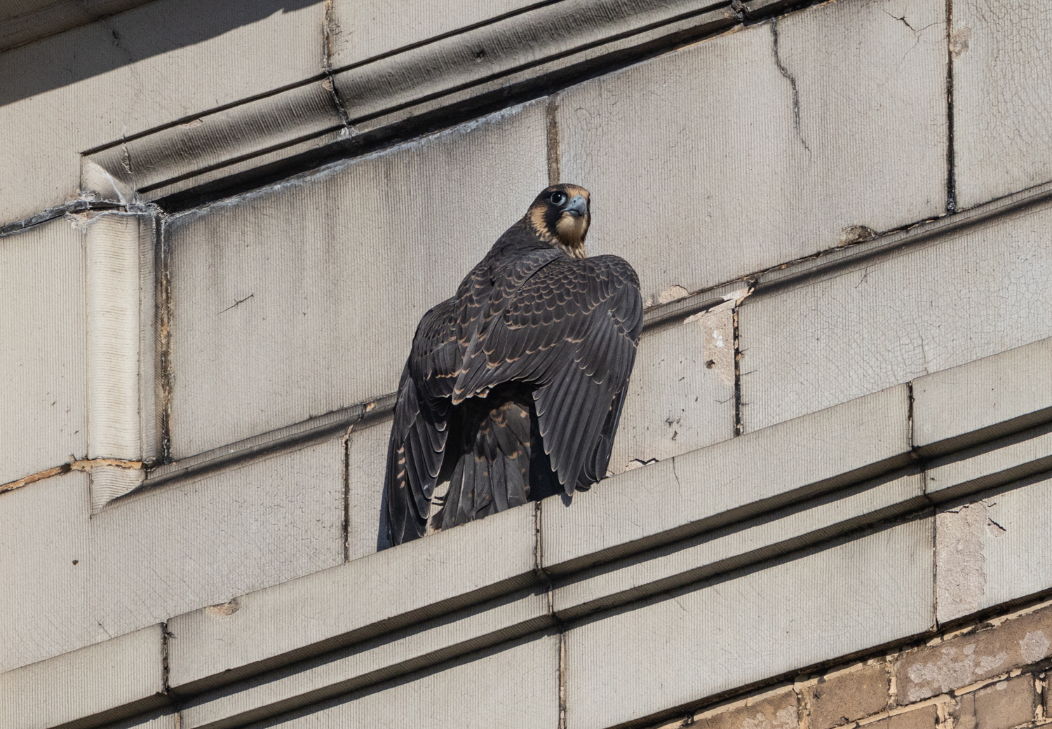Nature & Wildlife - Photography - FM Forums