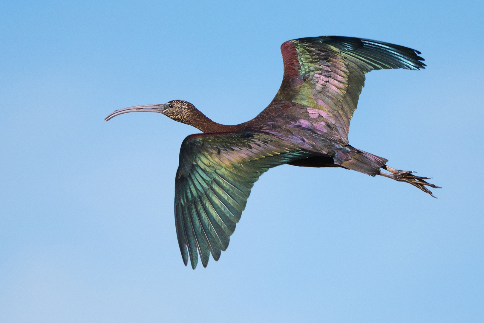 Nature & Wildlife - Photography - FM Forums