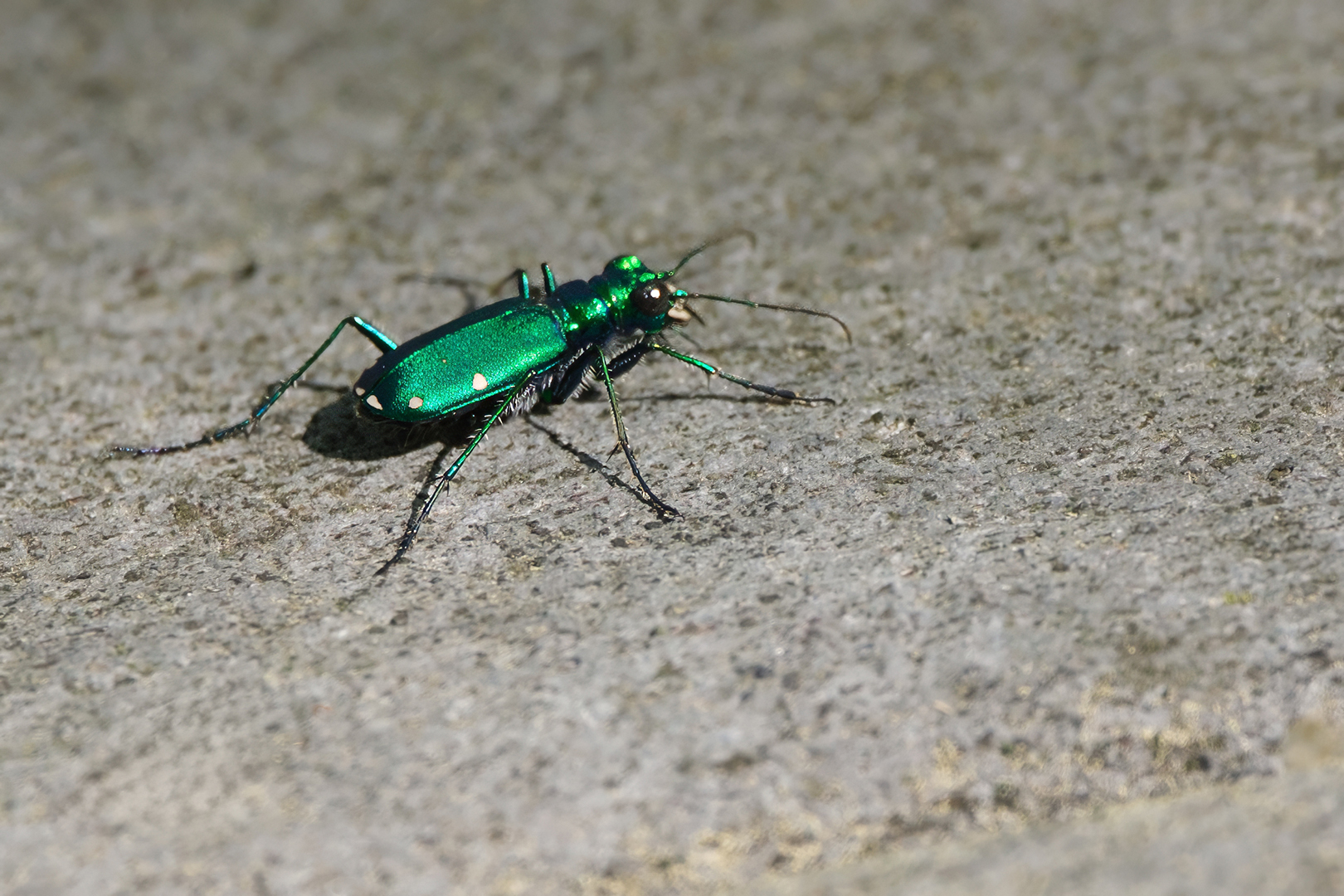 Nature & Wildlife - Photography - FM Forums