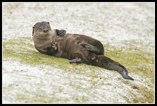 Nature & Wildlife - Photography - FM Forums