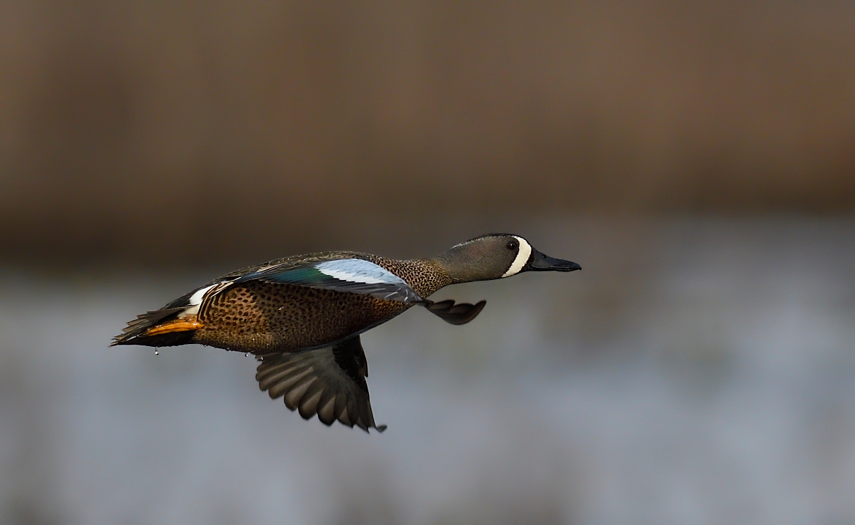 Nature & Wildlife - Photography - FM Forums