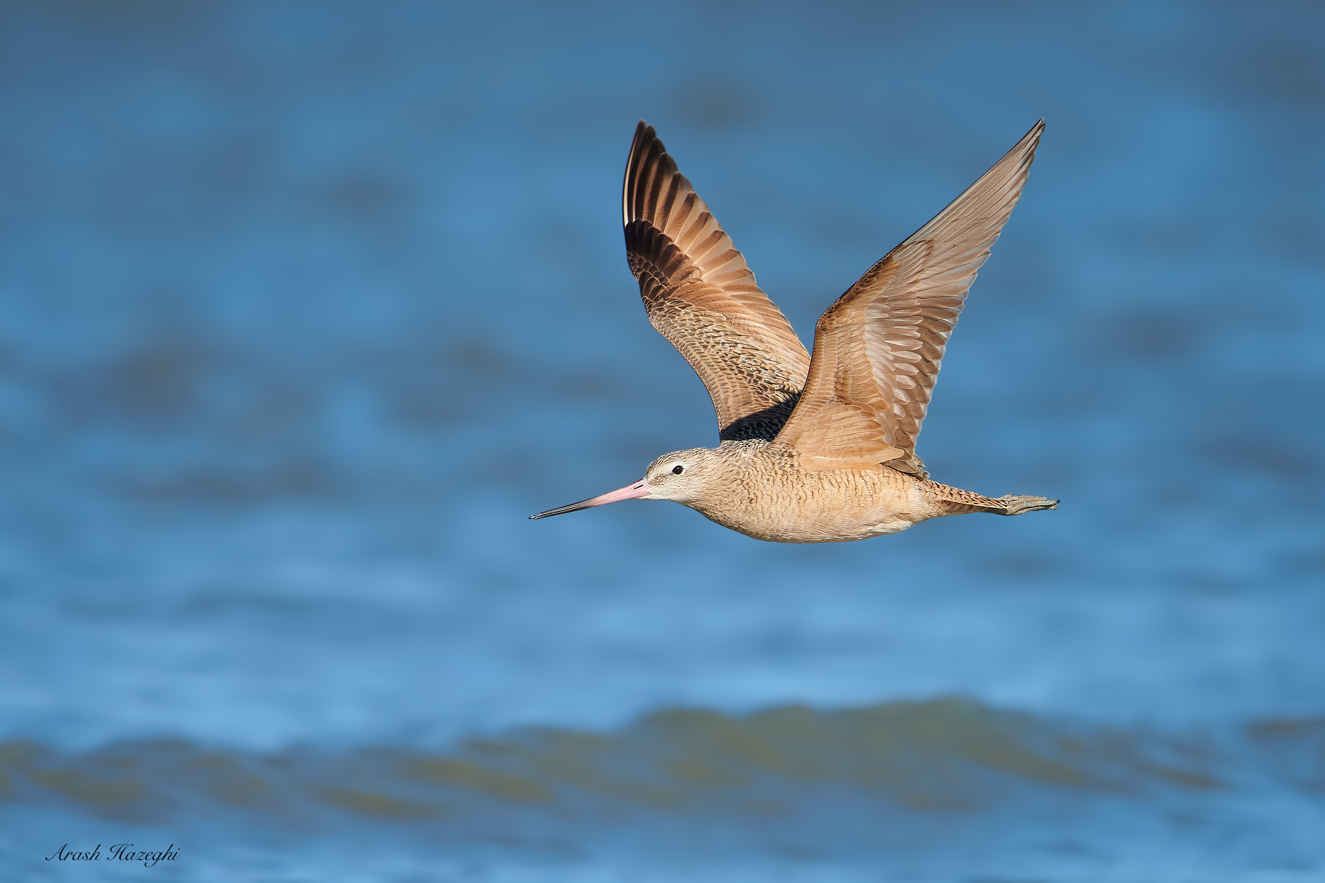 Marbled godwit in flight - FM Forums