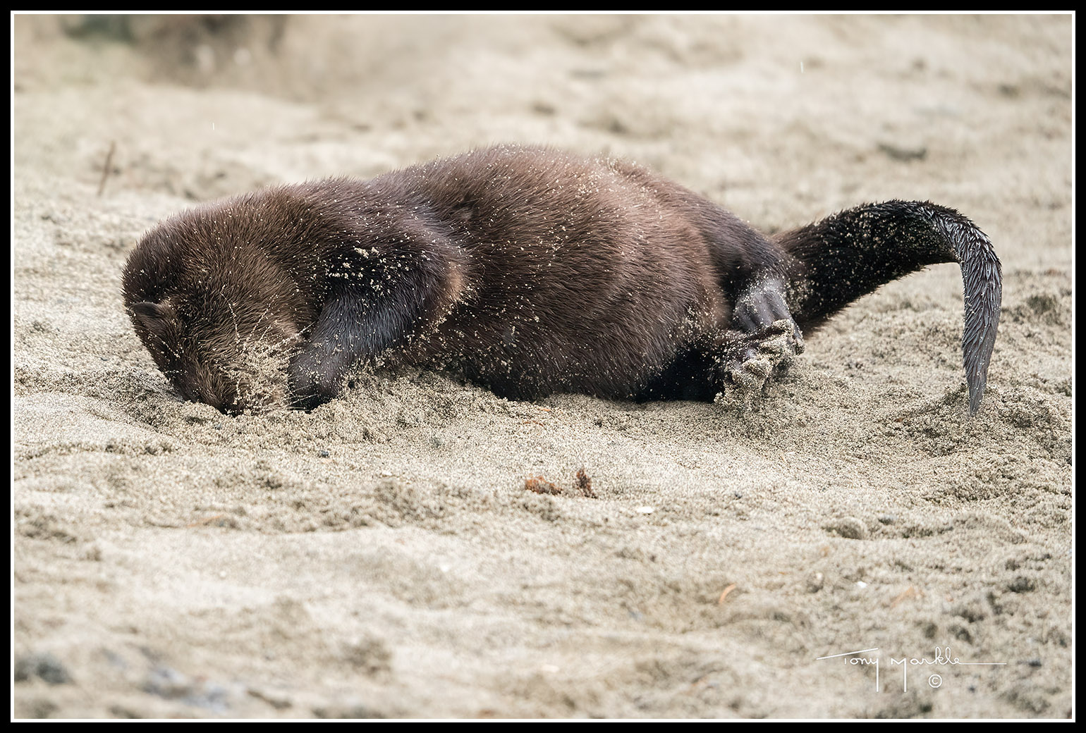 Nature & Wildlife - Photography - FM Forums
