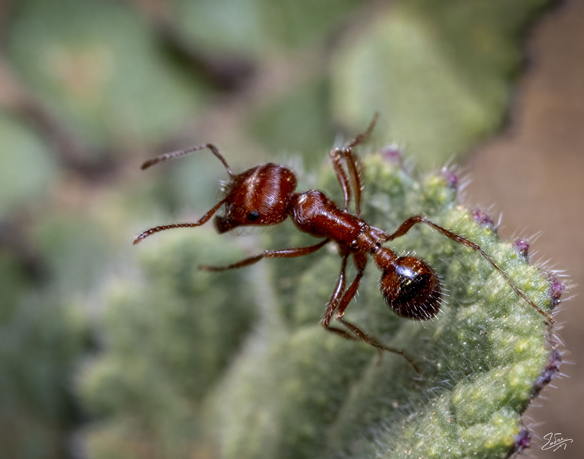 Macro & Still Life - Photography - FM Forums