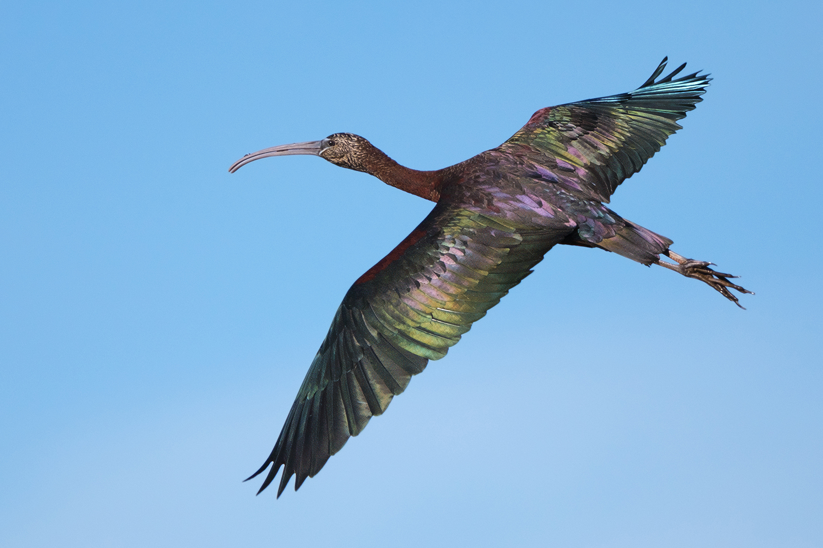 Nature & Wildlife - Photography - FM Forums