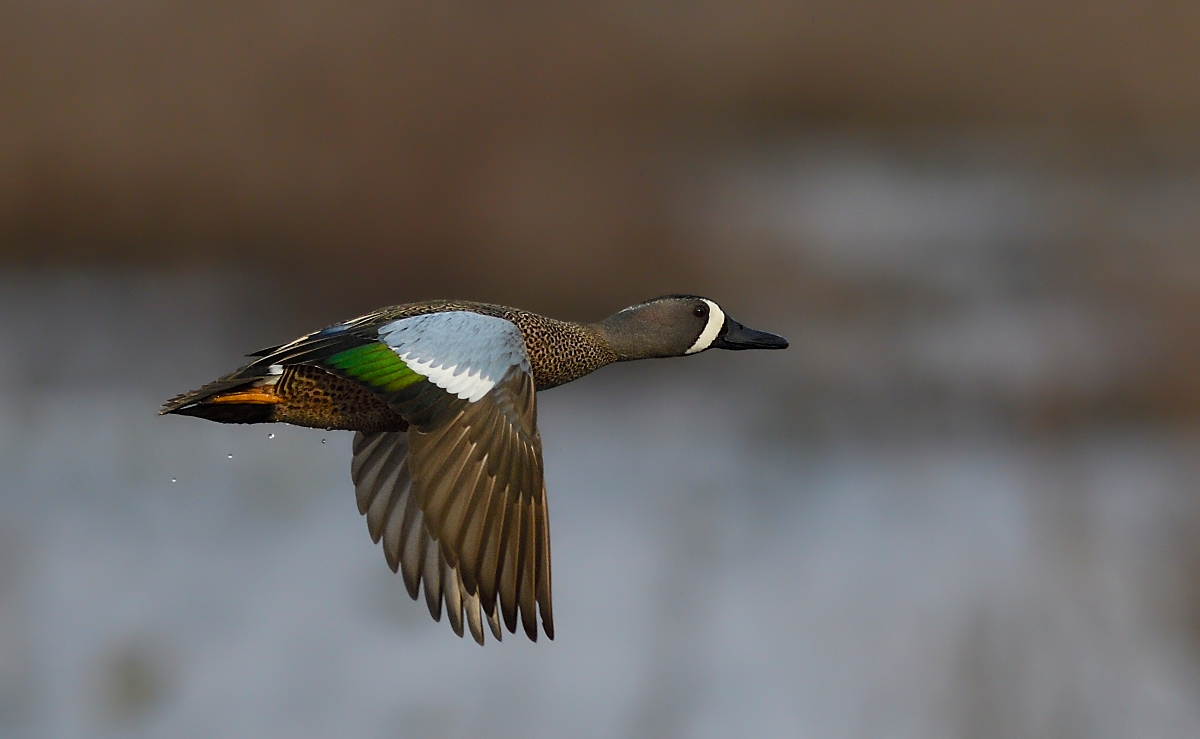 Nature & Wildlife - Photography - FM Forums
