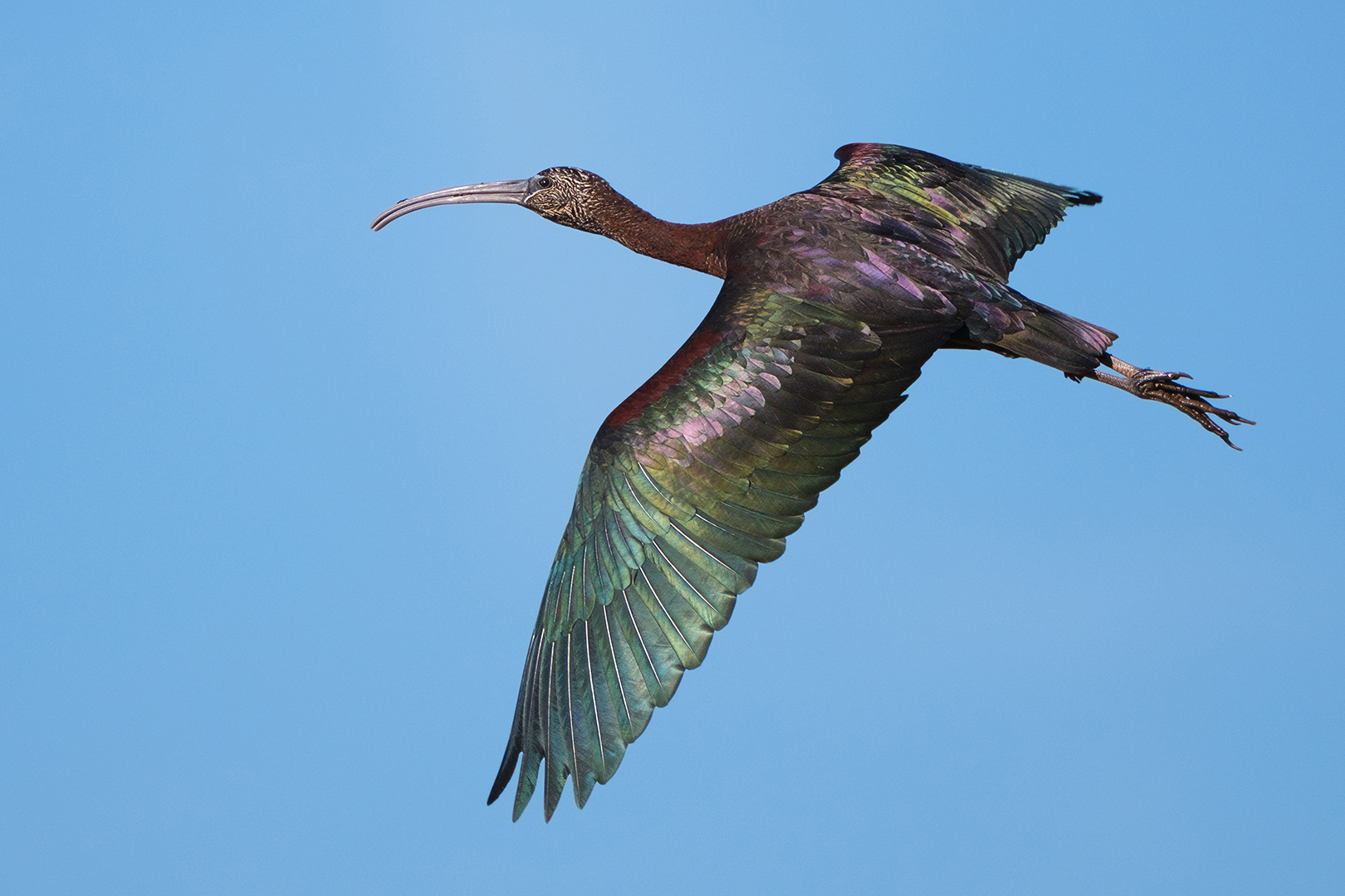 Nature & Wildlife - Photography - FM Forums
