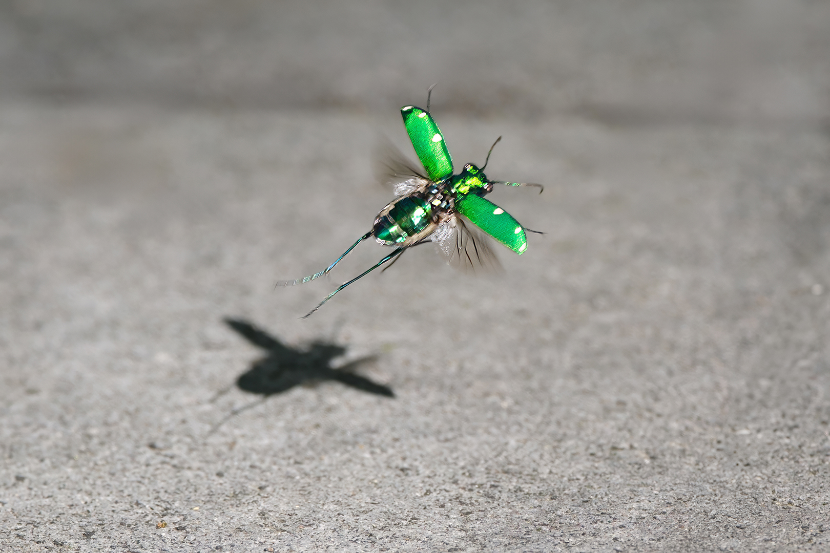 Nature & Wildlife - Photography - FM Forums