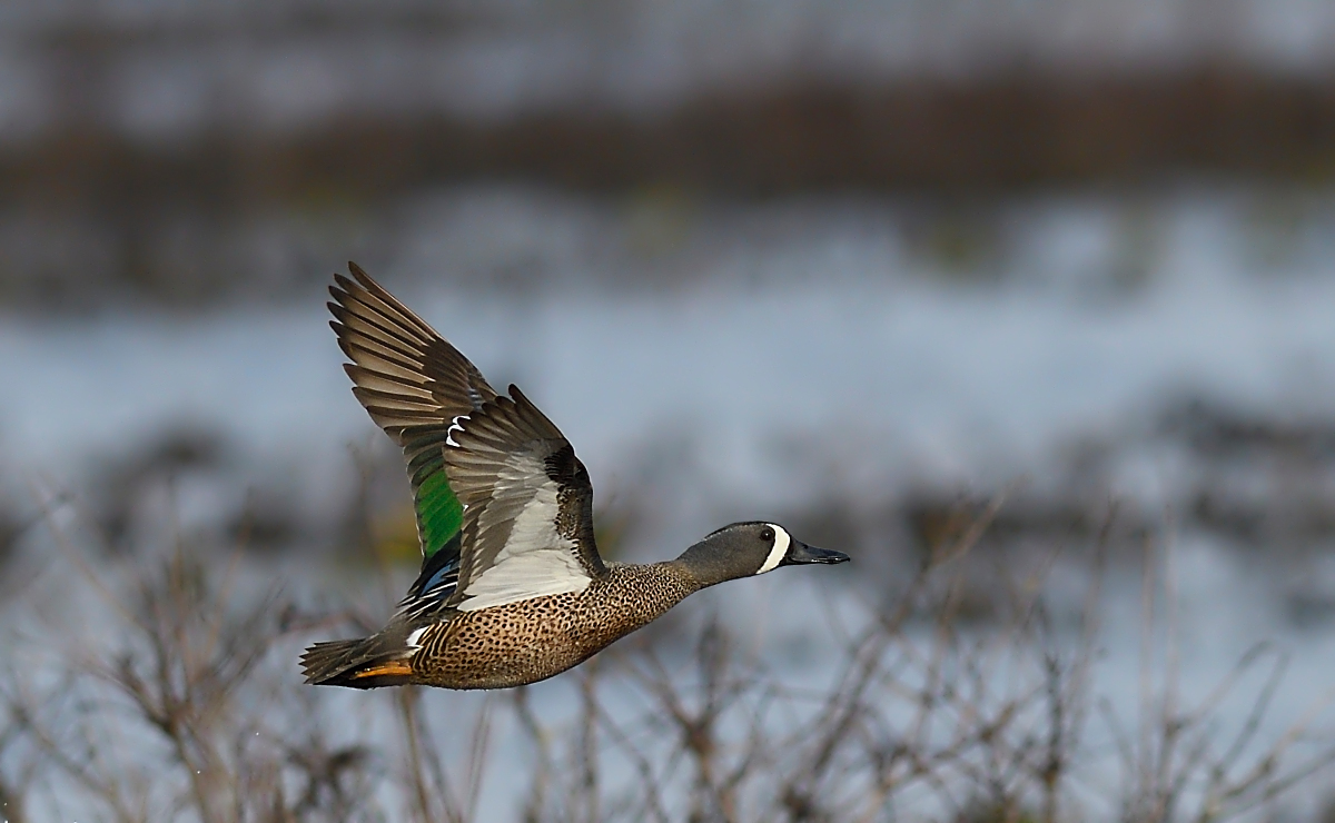 Nature & Wildlife - Photography - FM Forums