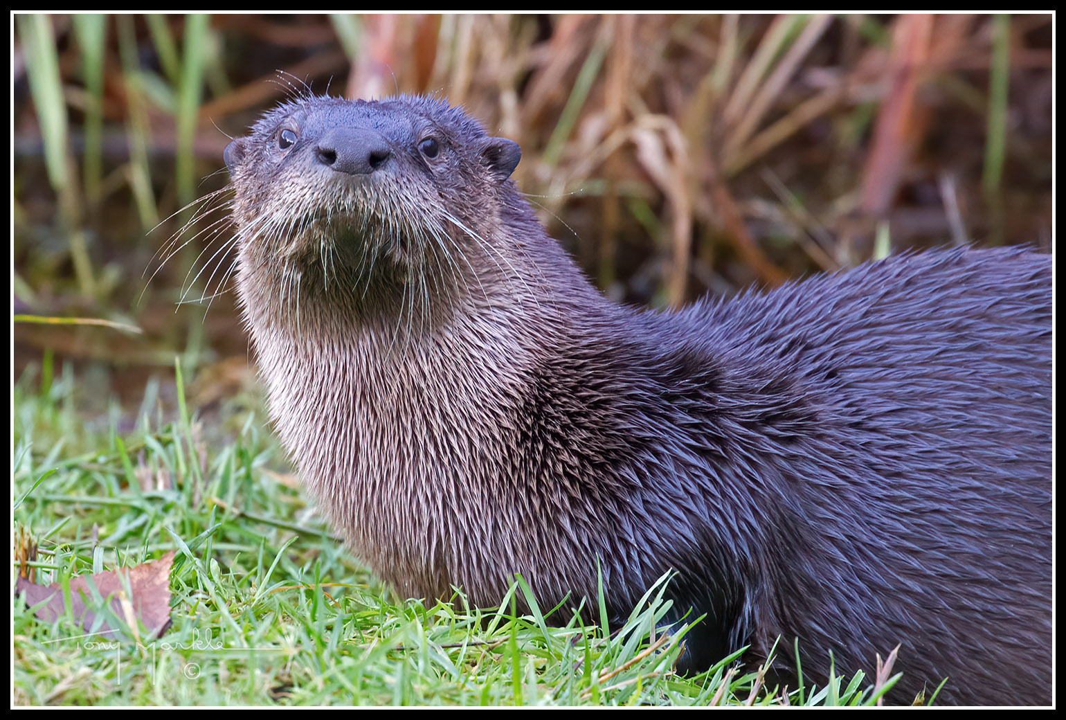 Nature & Wildlife - Photography - FM Forums