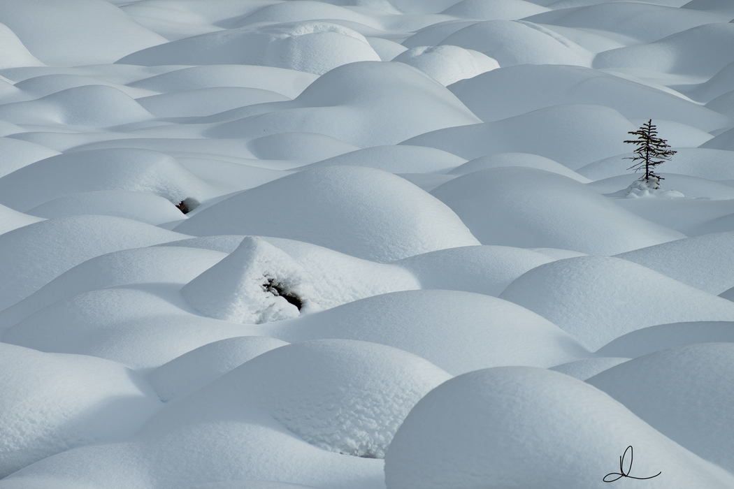 Sony Forum - Photography - FM Forums