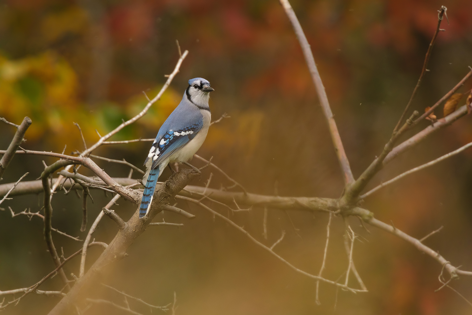 Blue Jay in fall color - FM Forums