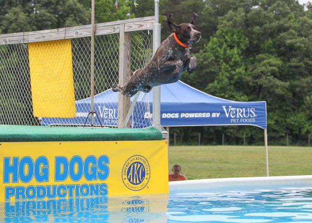 North America Diving Dogs - FM Forums