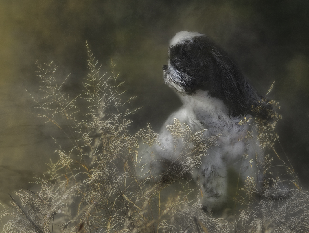 Nikon Forum - Photography - FM Forums