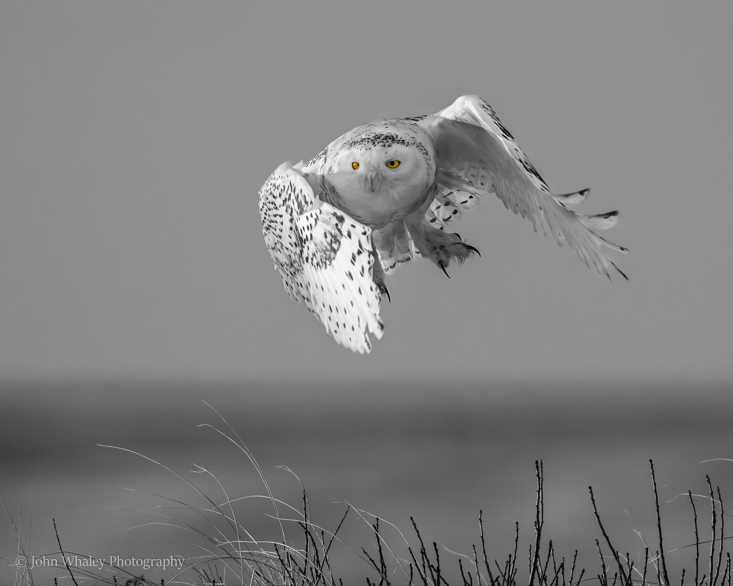 Nature & Wildlife - Photography - FM Forums