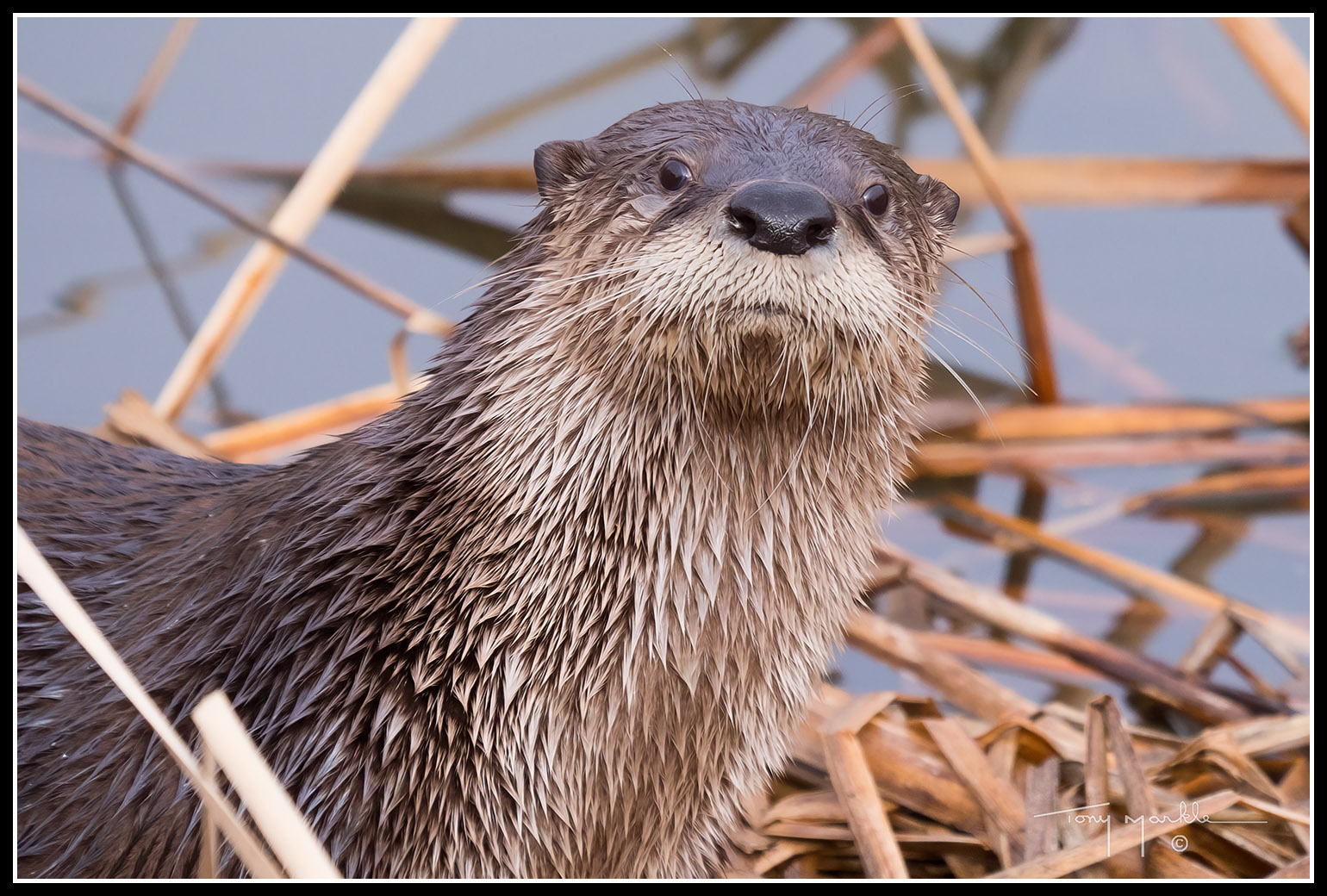 Nature & Wildlife - Photography - FM Forums