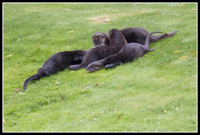 Nature & Wildlife - Photography - FM Forums