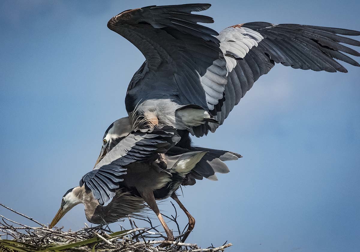 Nature & Wildlife - Photography - FM Forums