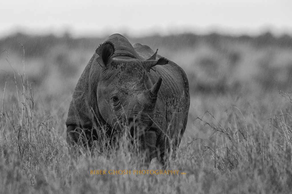 Nature & Wildlife - Photography - FM Forums