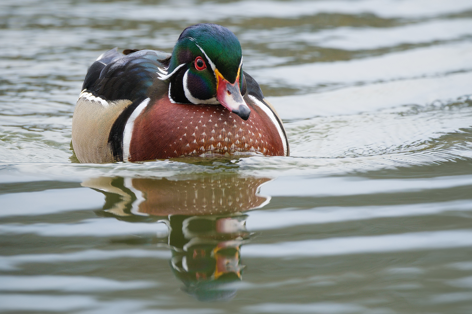 Nature & Wildlife - Photography - FM Forums