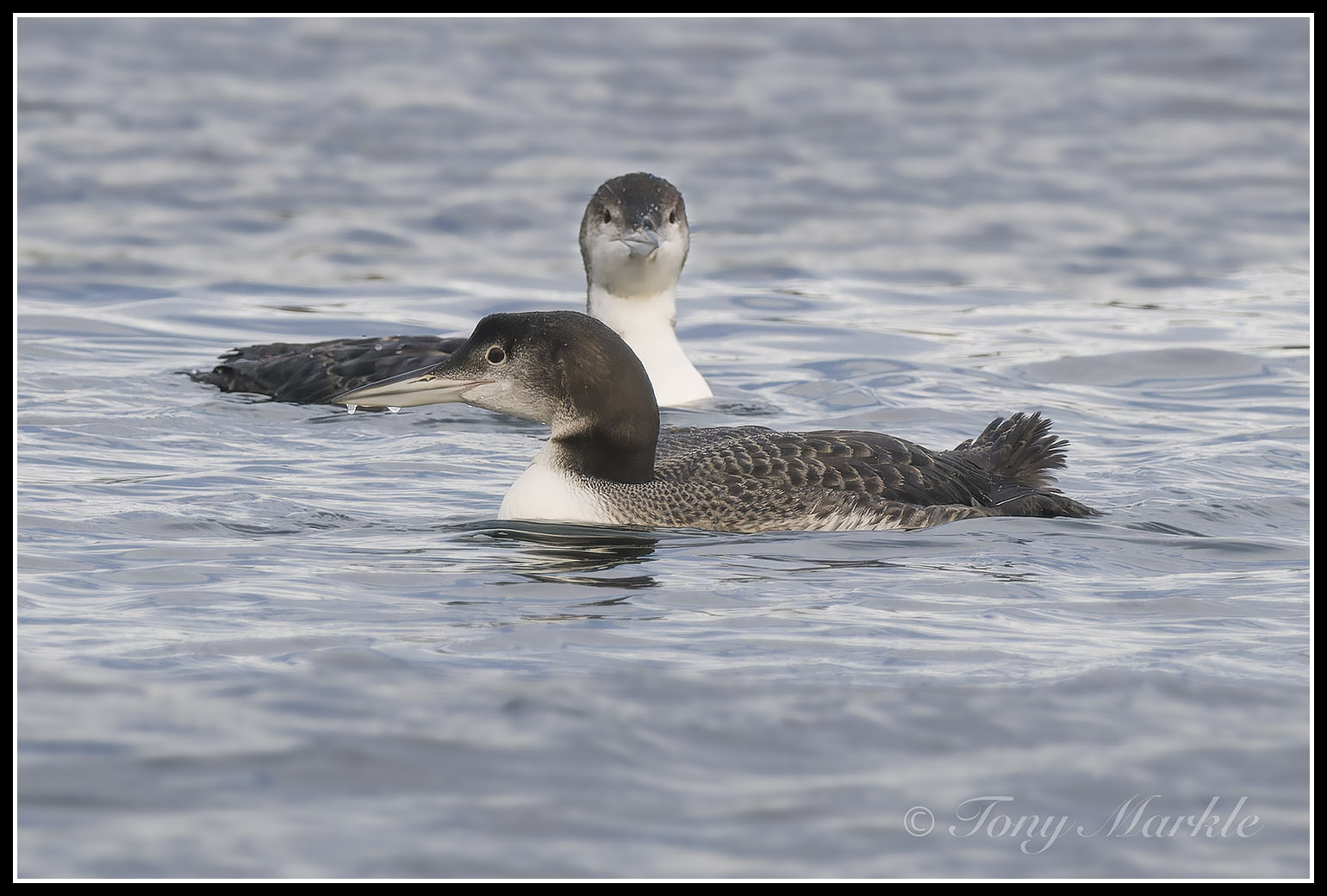 Nature & Wildlife - Photography - FM Forums