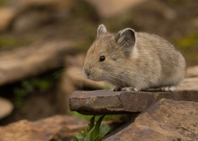 Nature & Wildlife - Photography - FM Forums