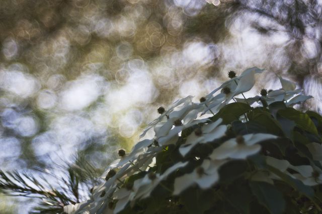 Leica & Alternative Gear - Photography - FM Forums