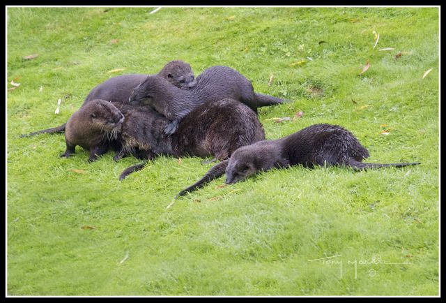 Nature & Wildlife - Photography - FM Forums