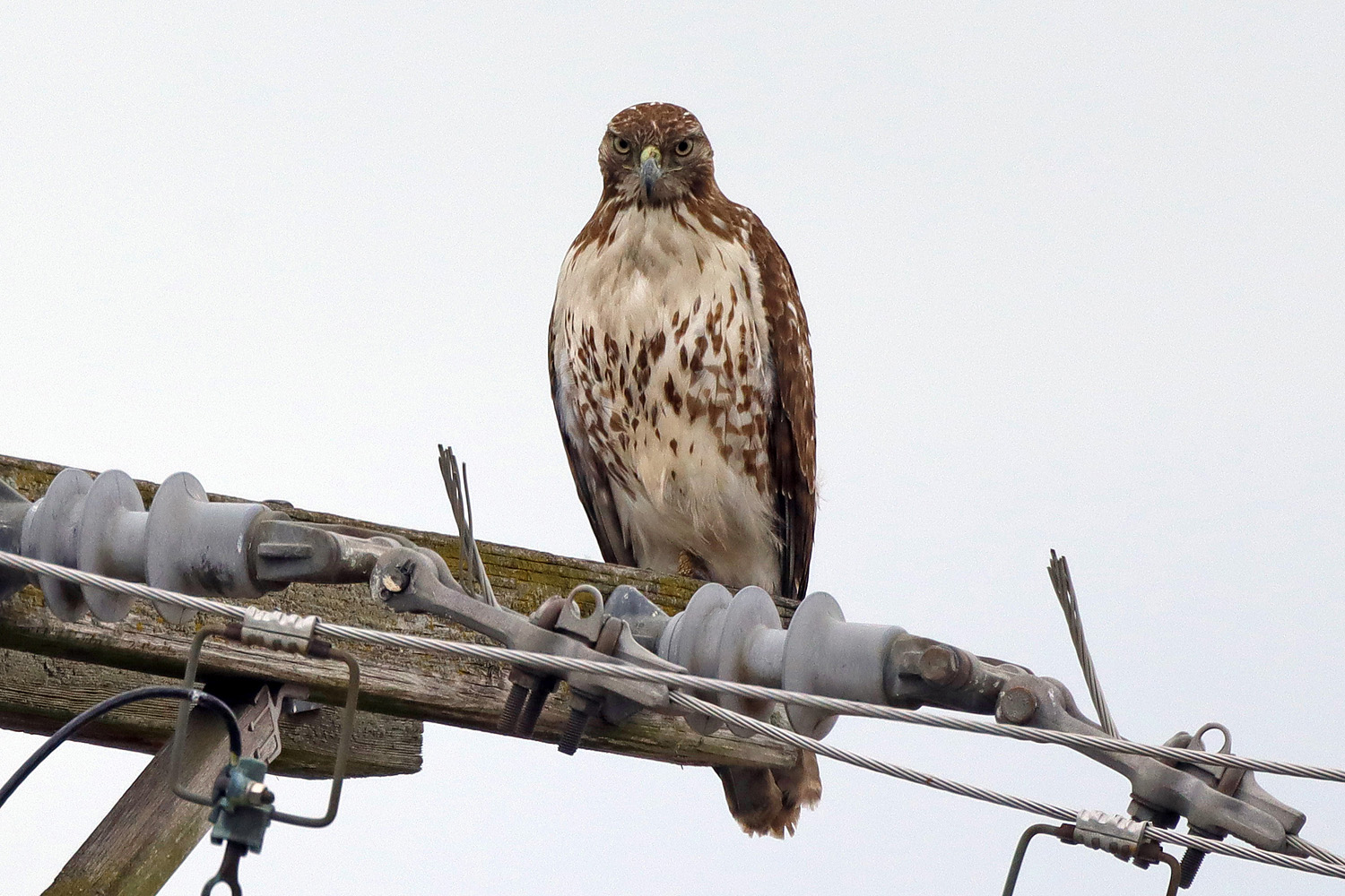 Hawk - Canon Forum - Photography - FM Forums