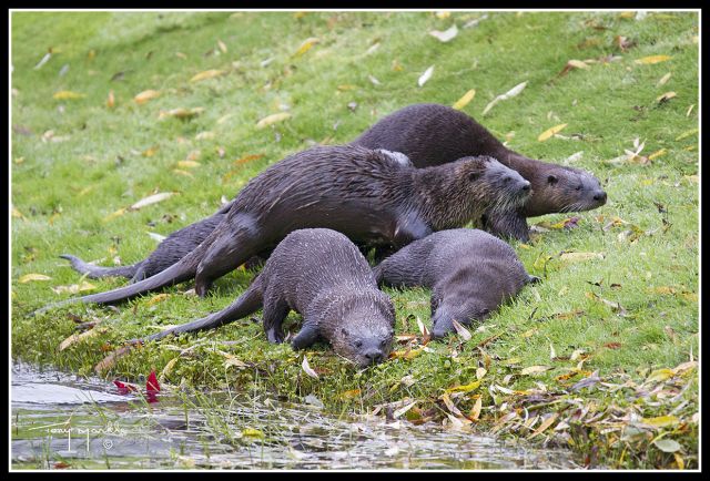 Nature & Wildlife - Photography - FM Forums