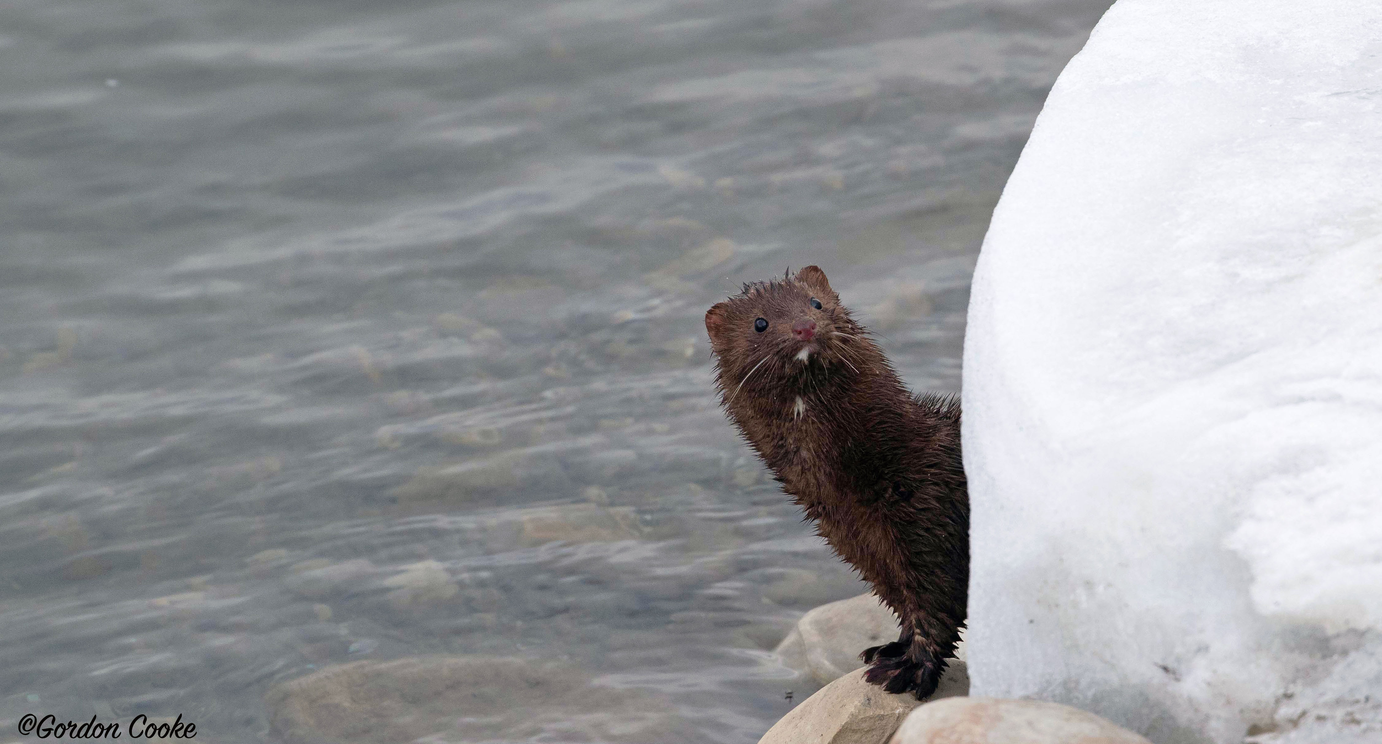 Mink, On The Hunt - FM Forums