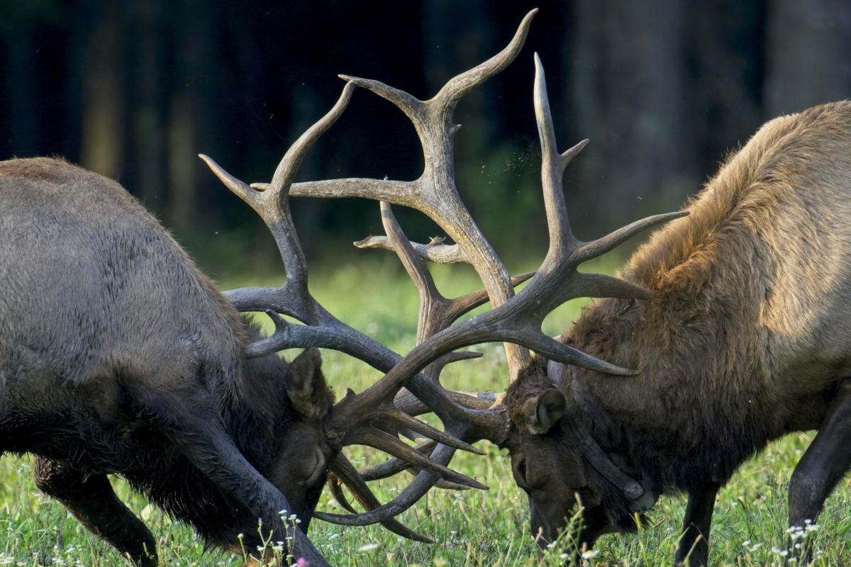 Nature & Wildlife - Photography - FM Forums
