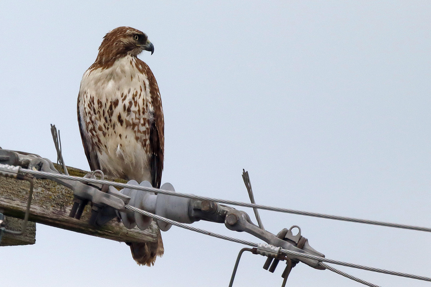 Hawk - Canon Forum - Photography - FM Forums