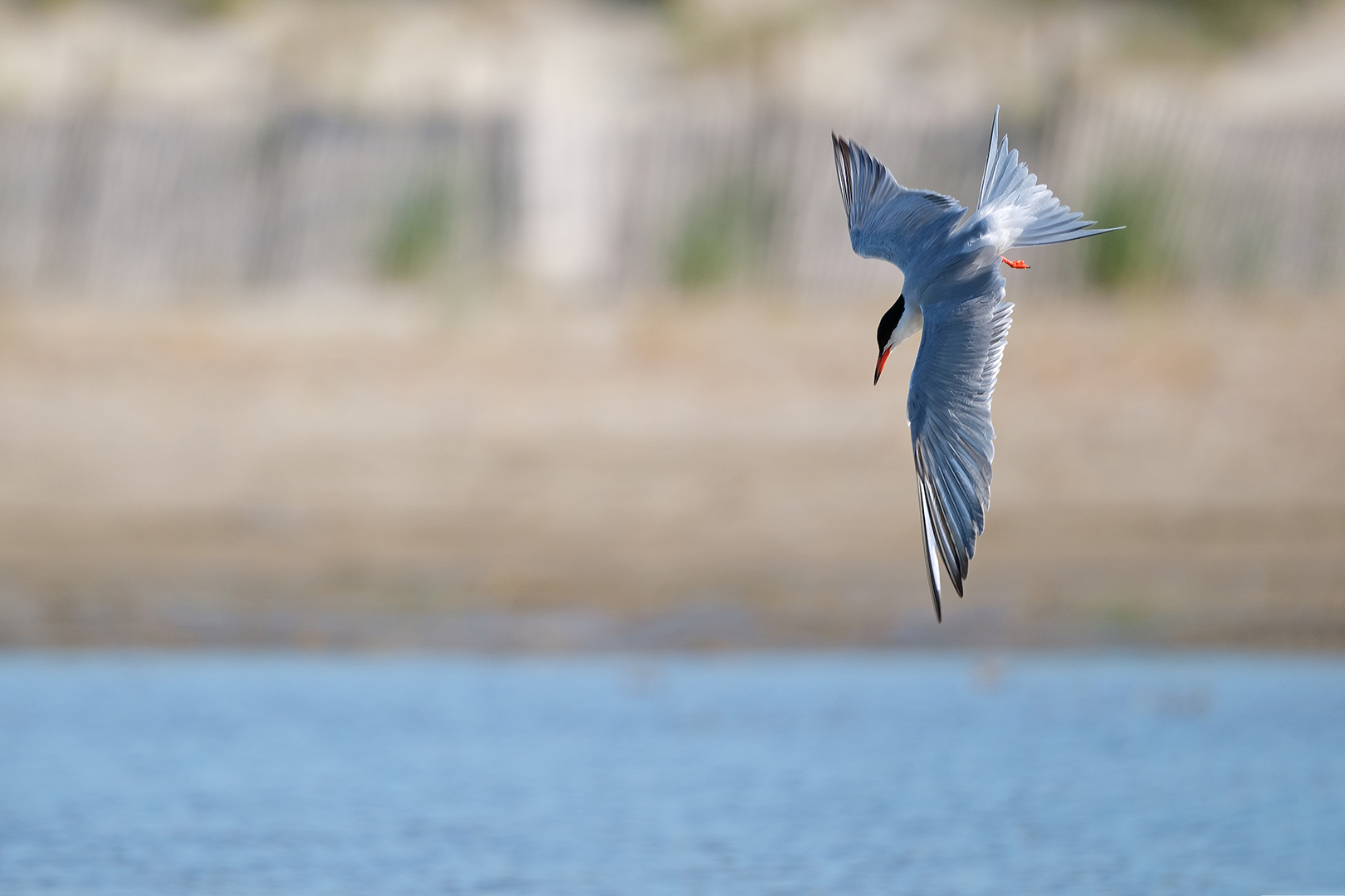 Nickerson Beach Images - Nature & Wildlife - Photography - FM Forums
