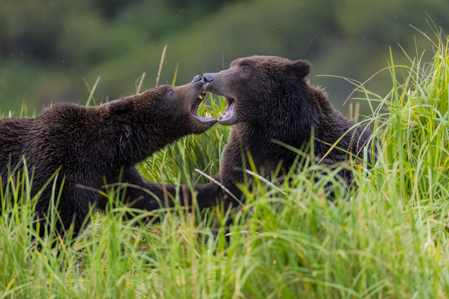 Coastal Bears of Katmai - Nature & Wildlife - Photography - FM Forums